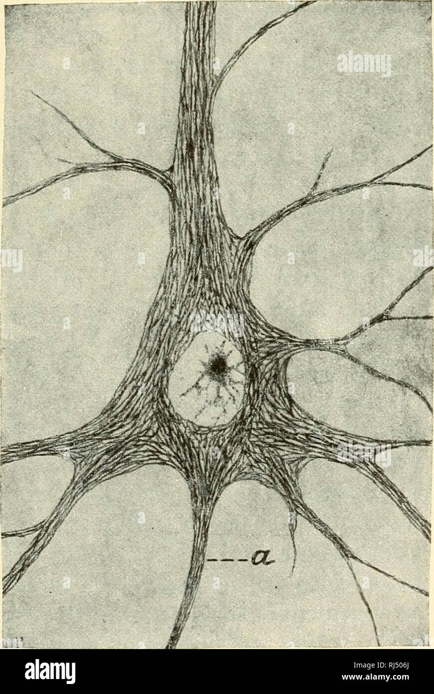 Cortex pyramidal cell hi-res stock photography and images - Alamy