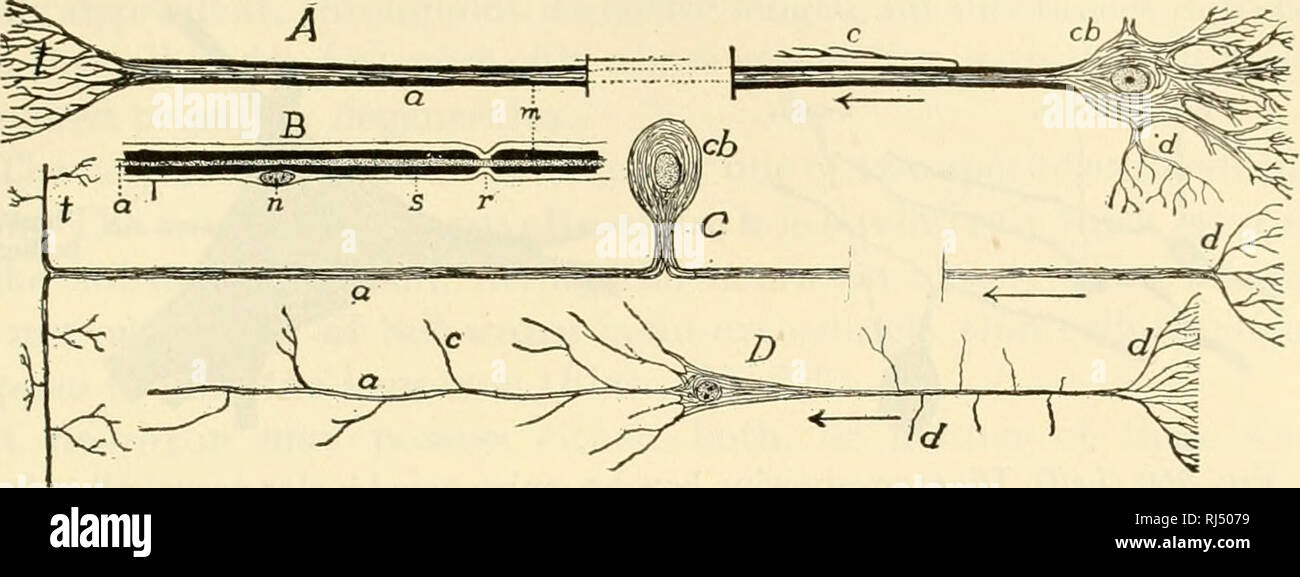 . The chordates. Chordata. Histology 317. Fig. 258. Types of nerve ...