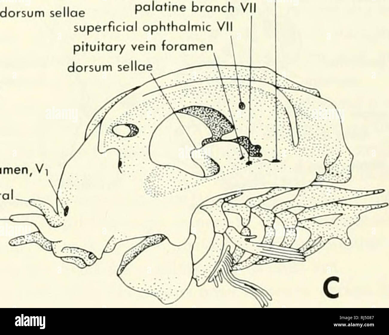 Supraorbital foramen hi-res stock photography and images - Alamy