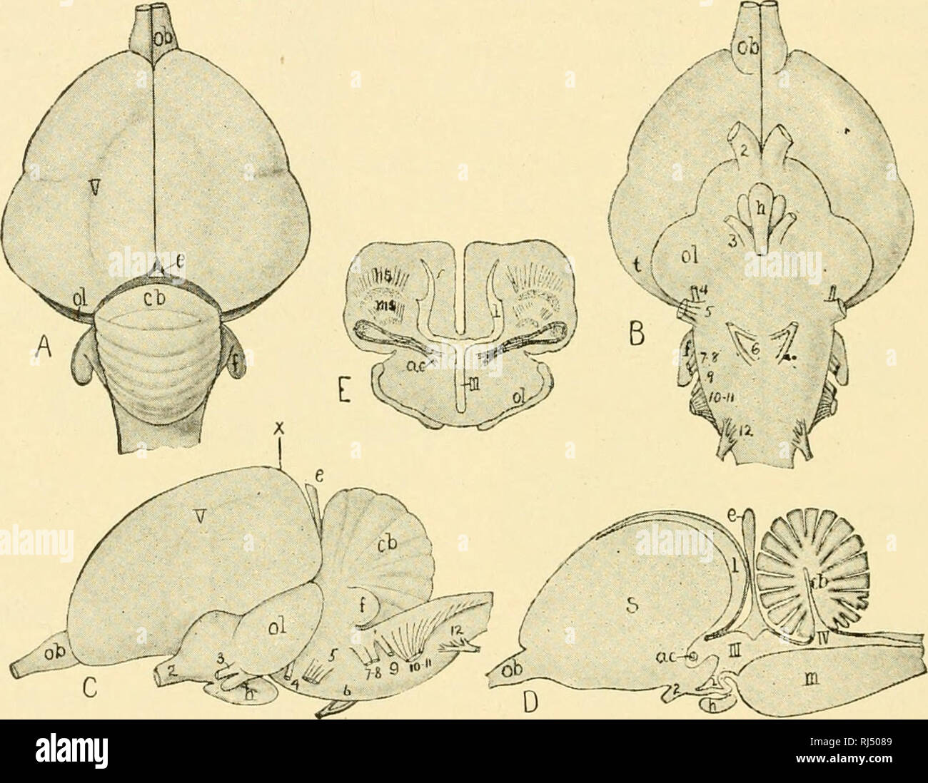 . Chordate anatomy. Chordata; Anatomy, Comparative. i6o CHORDATE ...