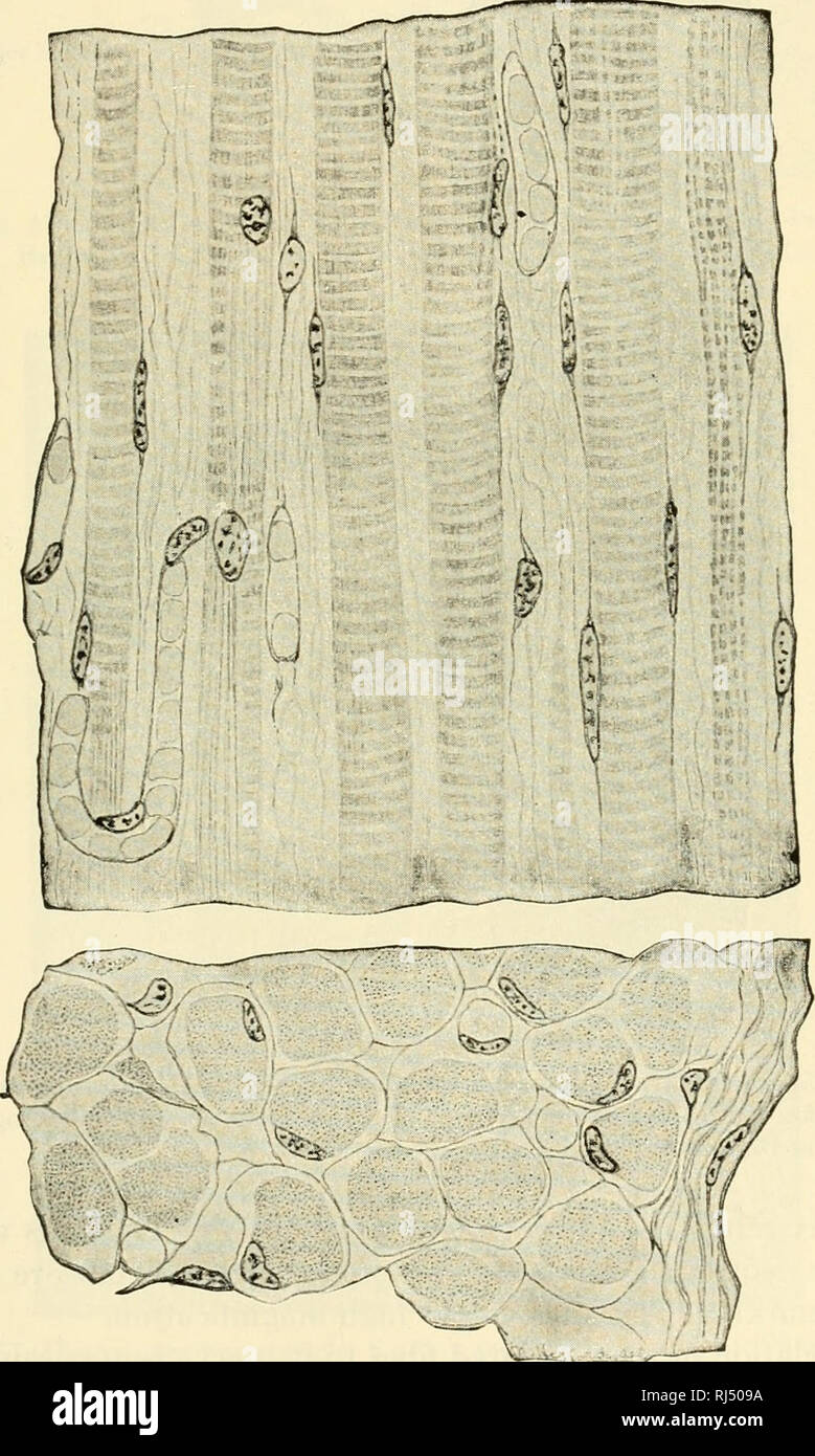 Muscle fiber histology hi-res stock photography and images - Alamy