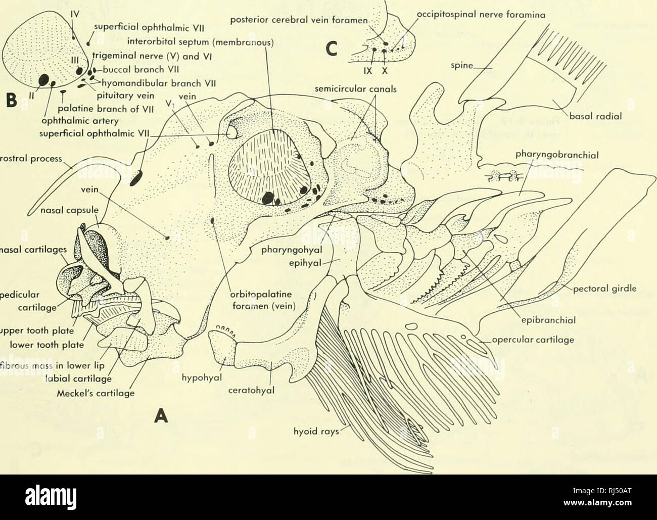 Forerun hi-res stock photography and images - Alamy
