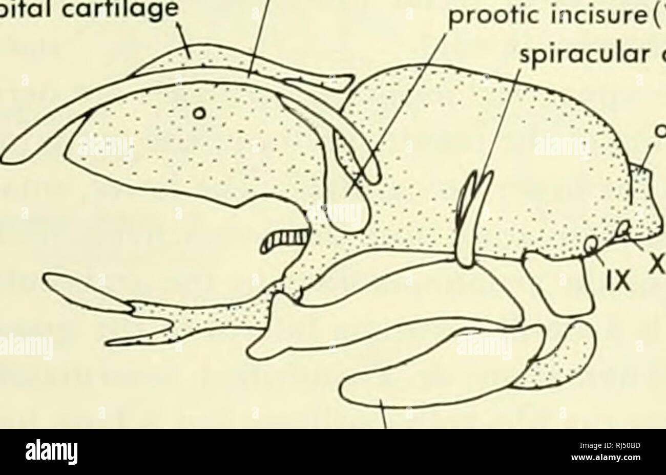 . Chordate morphology. Morphology (Animals); Chordata. epibranchial ...