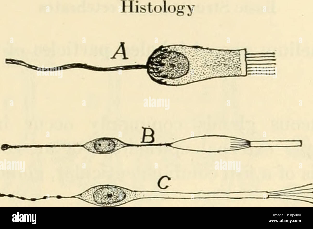 Ampulla ear hi-res stock photography and images - Alamy