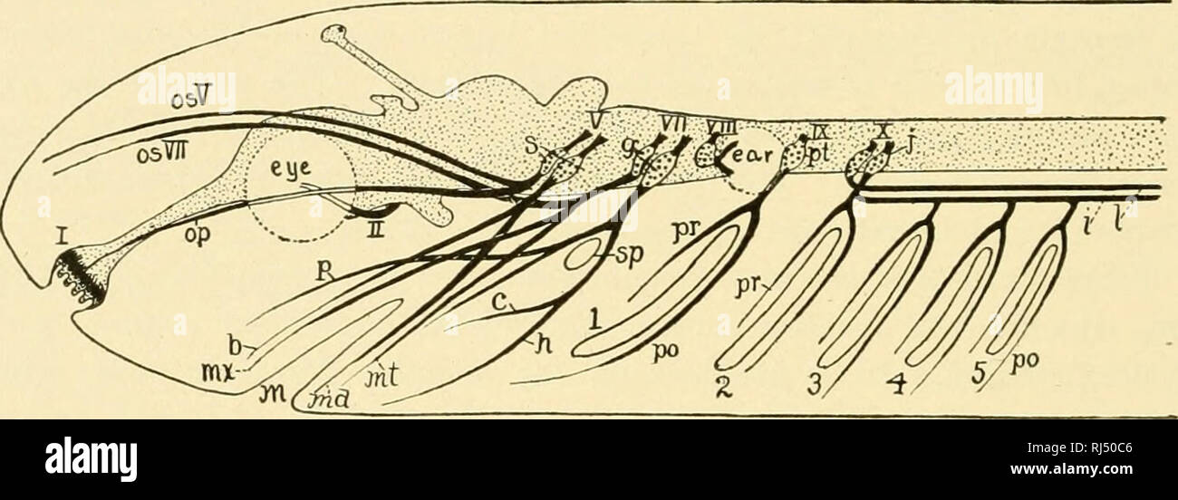 . Chordate anatomy. Chordata; Anatomy, Comparative. 352 CHORDATE ...
