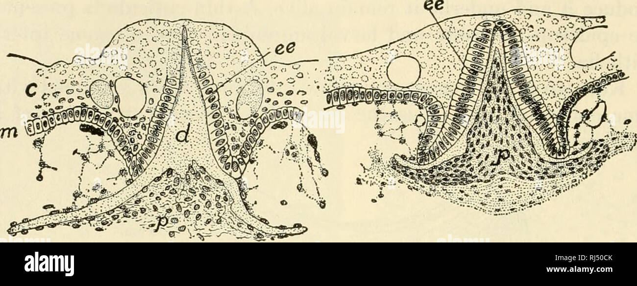 Sloughed skin hi-res stock photography and images - Alamy