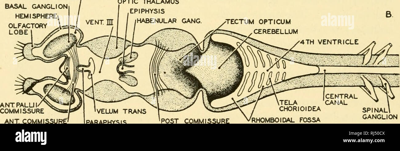 Lateral Commissure