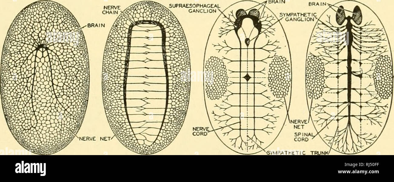 Ganglia peripheral nervous system hi-res stock photography and images ...