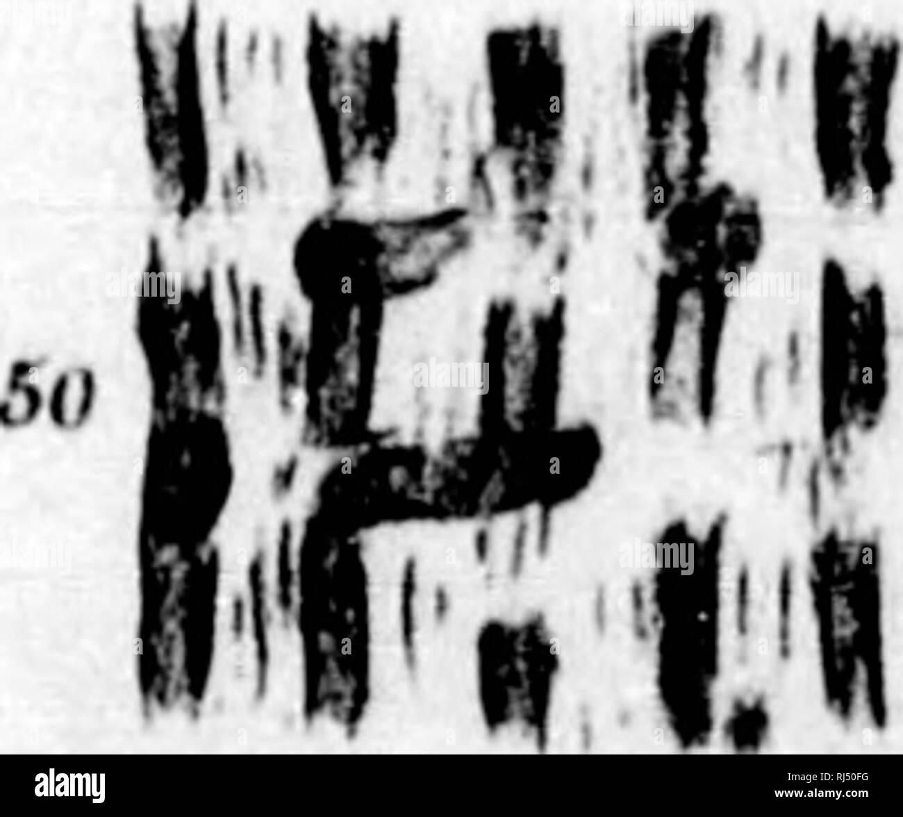 Microscopic fossils hi-res stock photography and images - Alamy