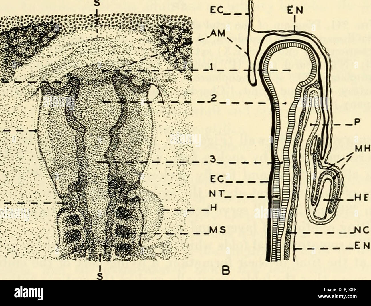 . The chordates. Chordata. Reproduction 291 Embryonic and Fetal ...