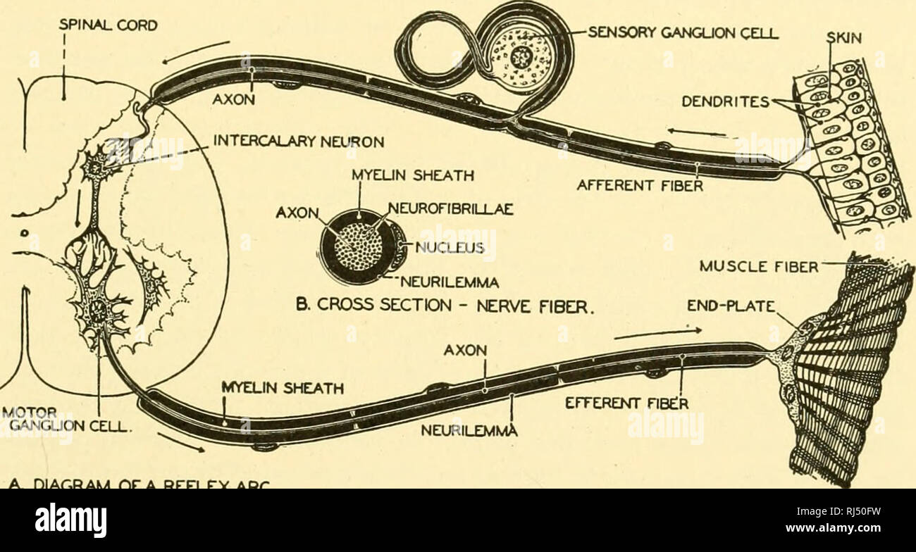 Neurites hi-res stock photography and images - Alamy