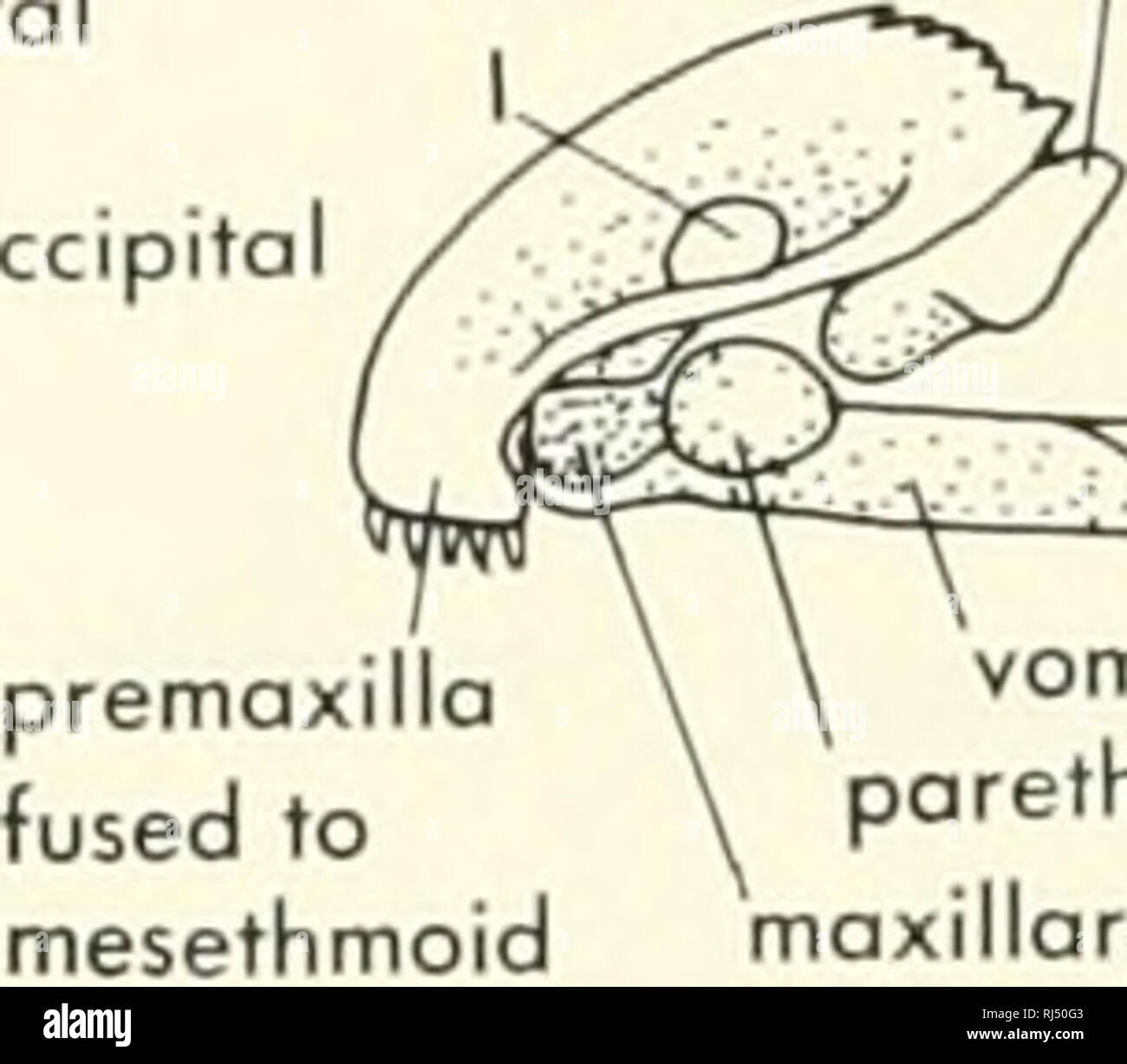 Premaxilla High Resolution Stock Photography and Images - Alamy
