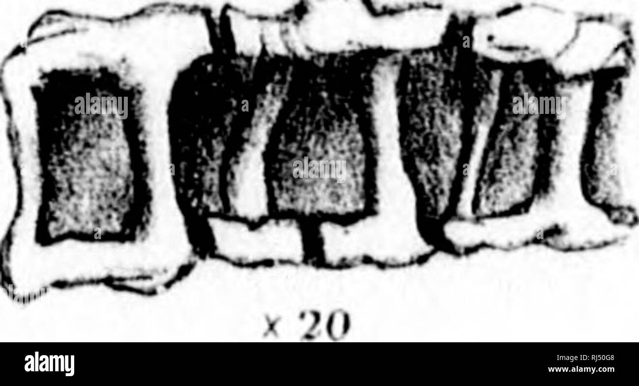 Microscopic fossils hi-res stock photography and images - Alamy