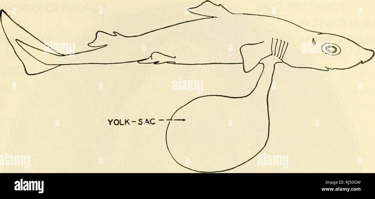 . The chordates. Chordata. Reproduction 289. Fig. 238. Young dogfish ...