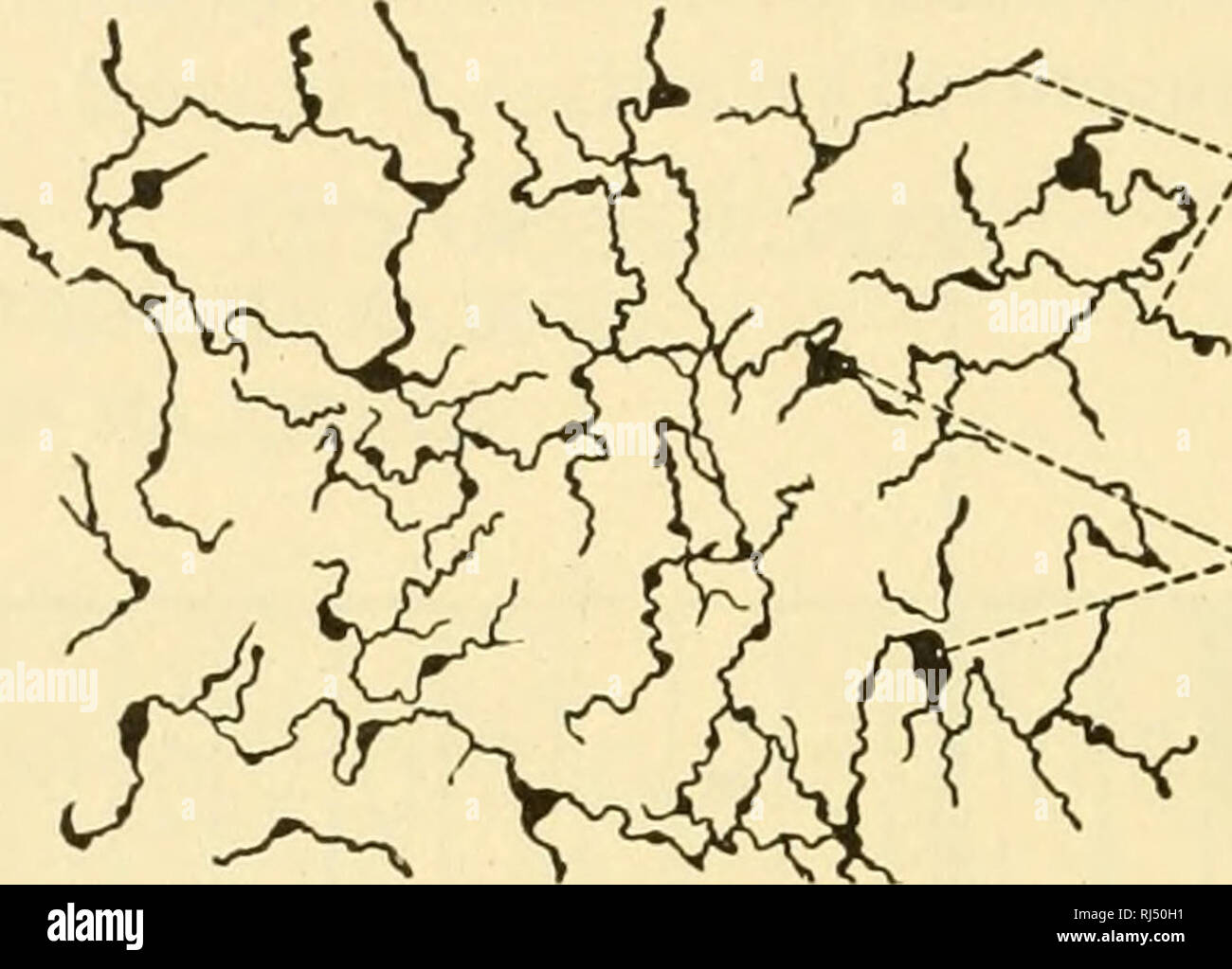 . Chordate anatomy. Chordata; Anatomy, Comparative. 342 CHORDATE ...