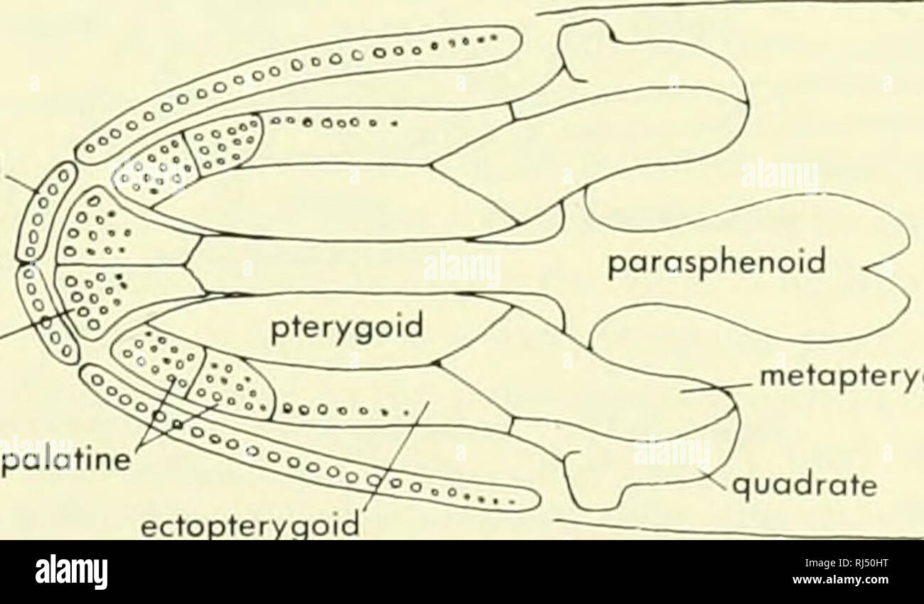 . Chordate morphology. Morphology (Animals); Chordata. premaxillo vo^ier palatine pterygoid ...
