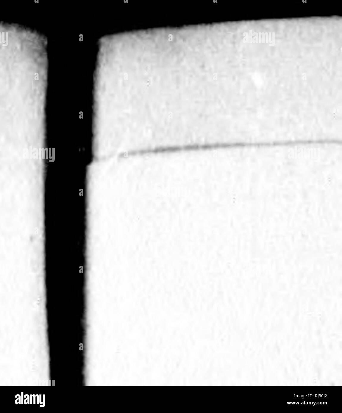 Microscopic fossils hi-res stock photography and images - Alamy