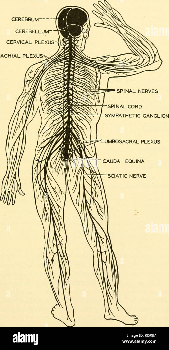 . Chordate anatomy. Chordata; Anatomy, Comparative. THE NERVOUS SYSTEM ...