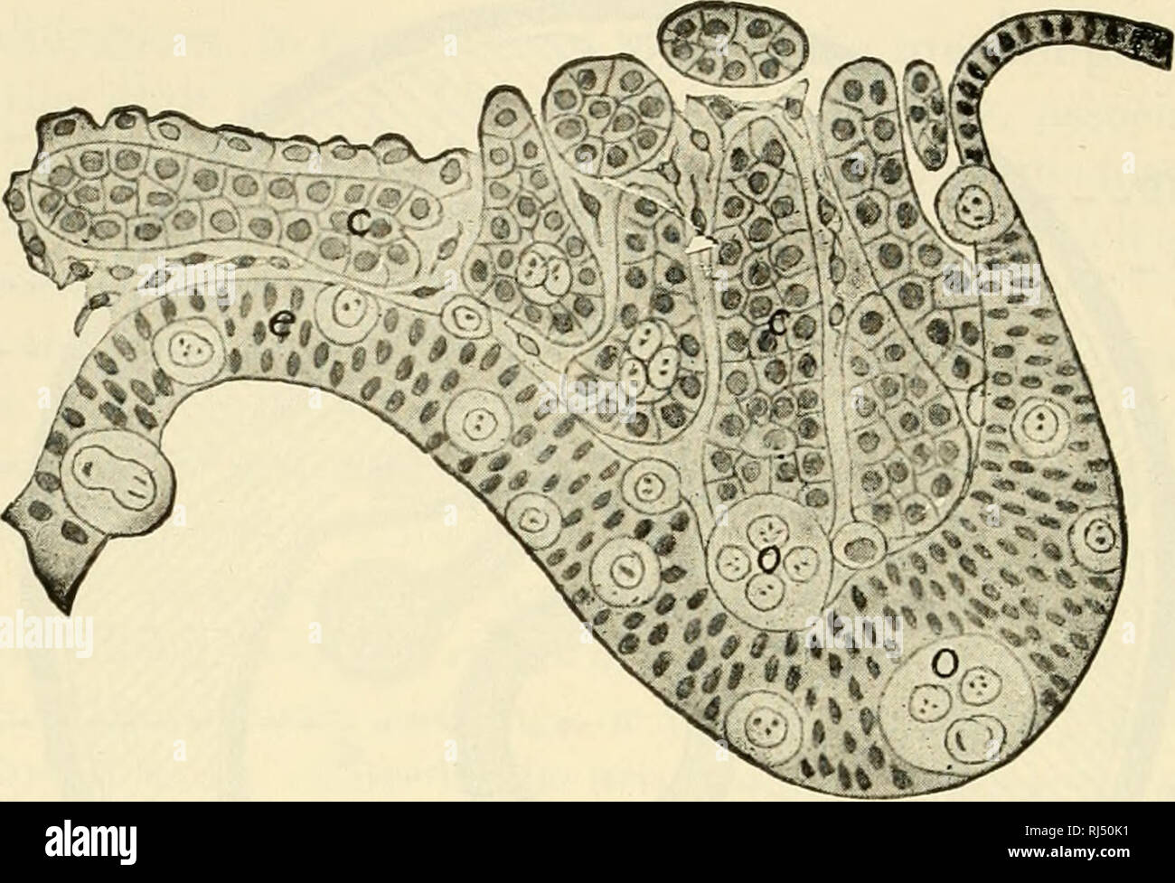 . The chordates. Chordata. 282 Basic Structure of Vertebrates. Fig. 233 ...