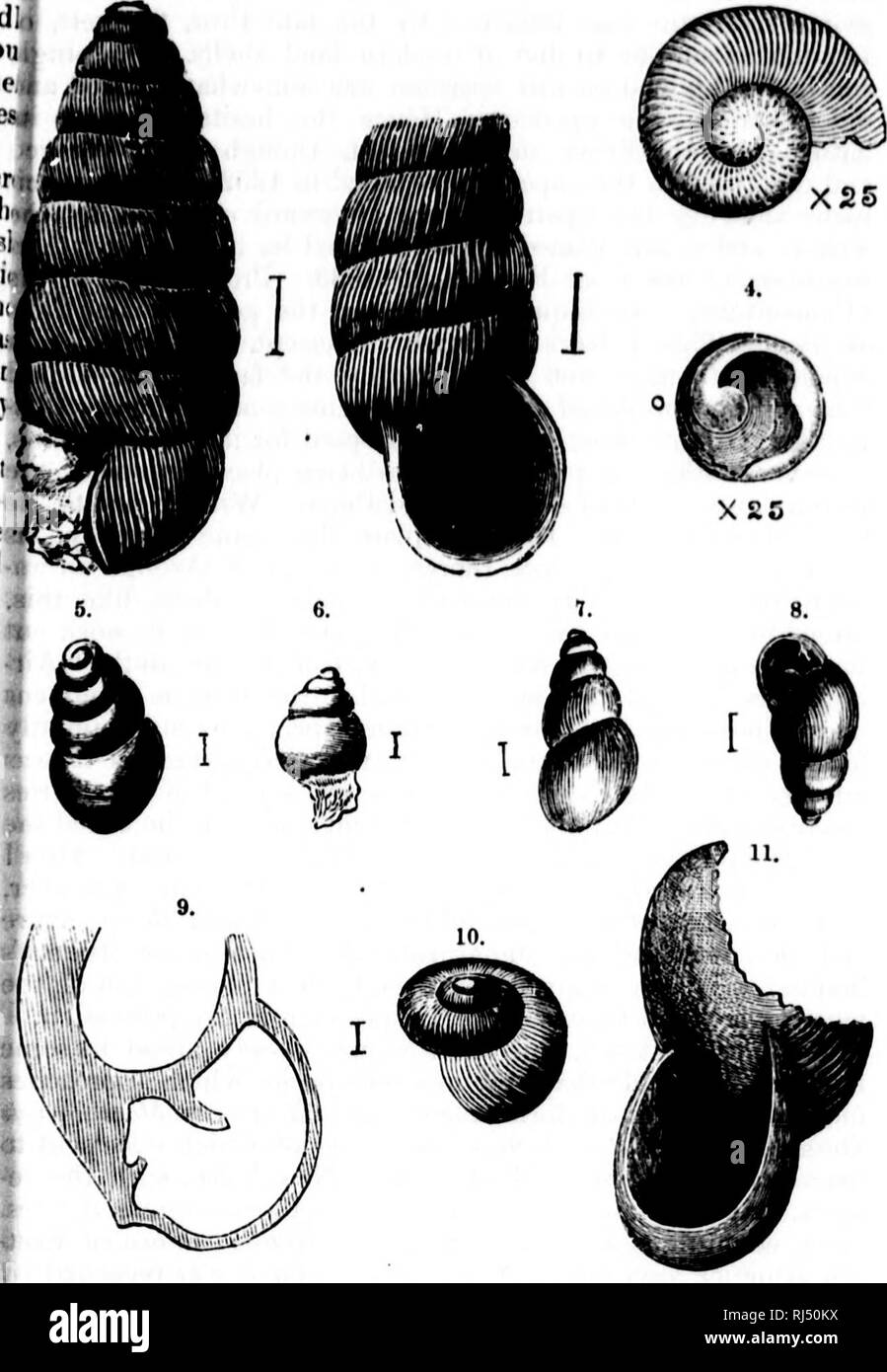 Land snails Black and White Stock Photos & Images - Alamy