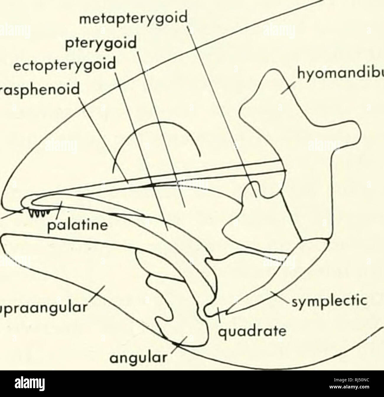 . Chordate morphology. Morphology (Animals); Chordata. porasphenoid metapterygoid pterygoid ...