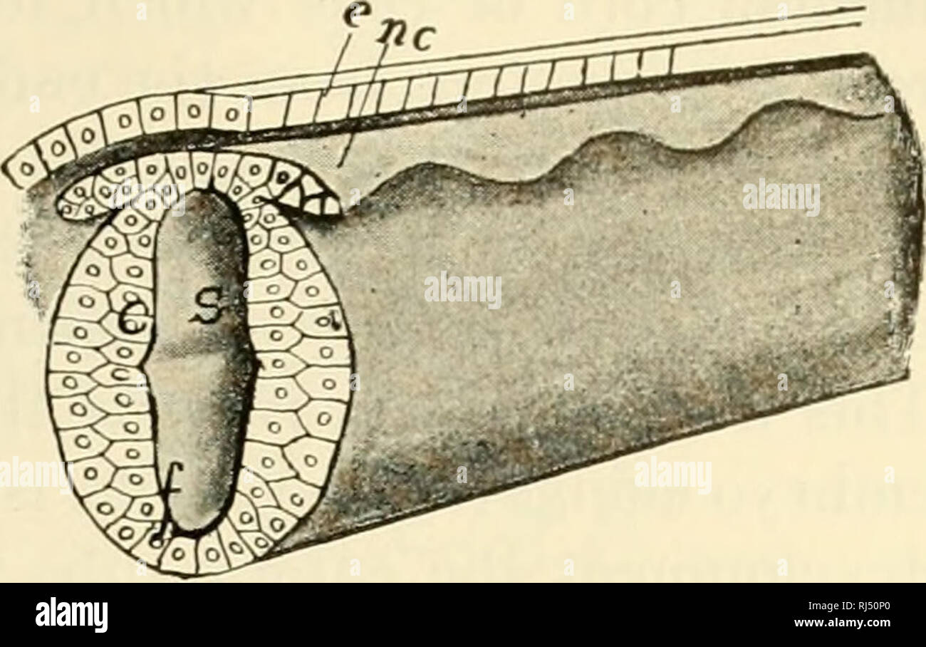 . The chordates. Chordata. Reproduction 273 The anterior region of the ...