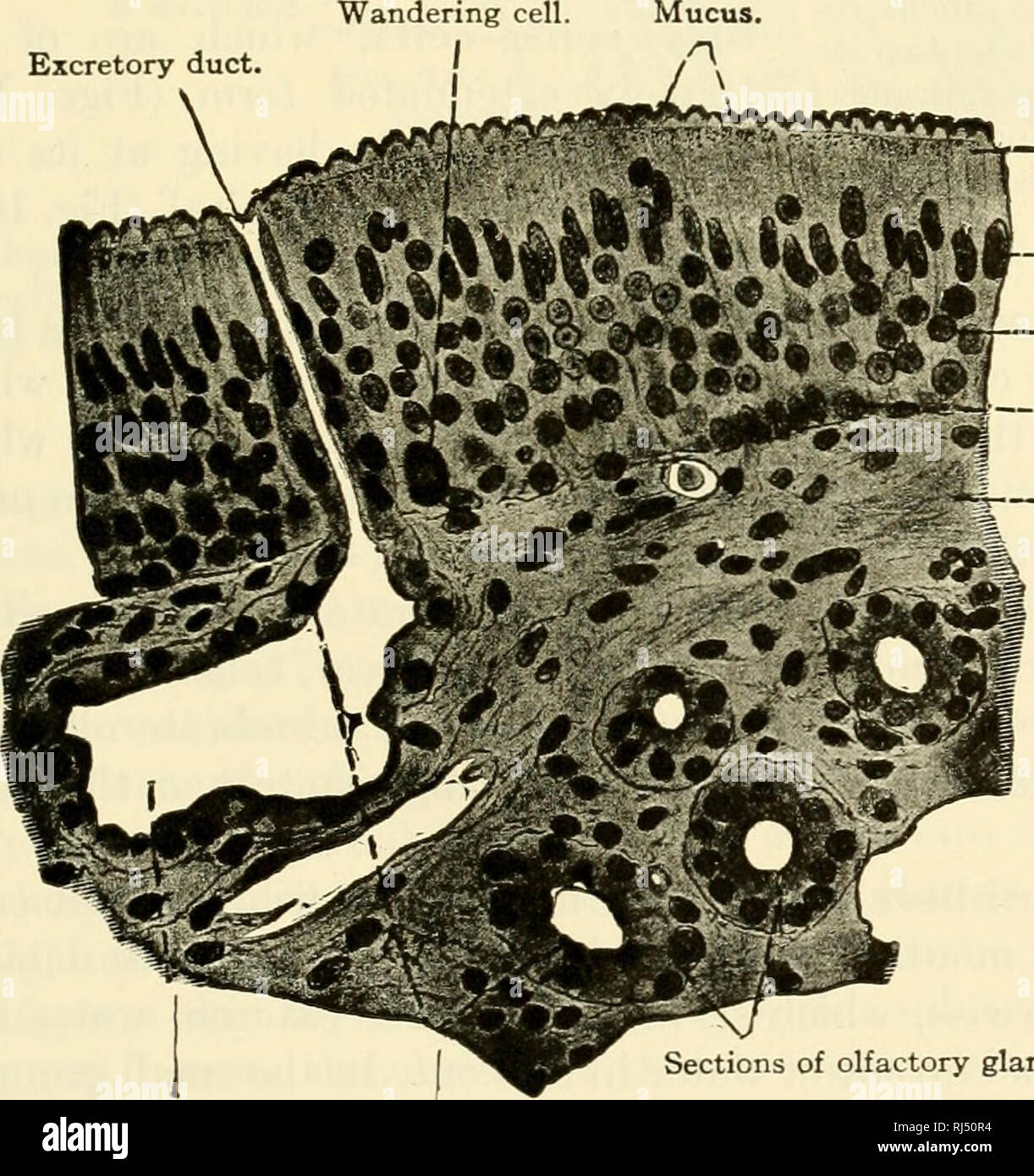 . The chordates. Chordata. NERVE FIBERS Fig. 168. Diagrams of taste ...