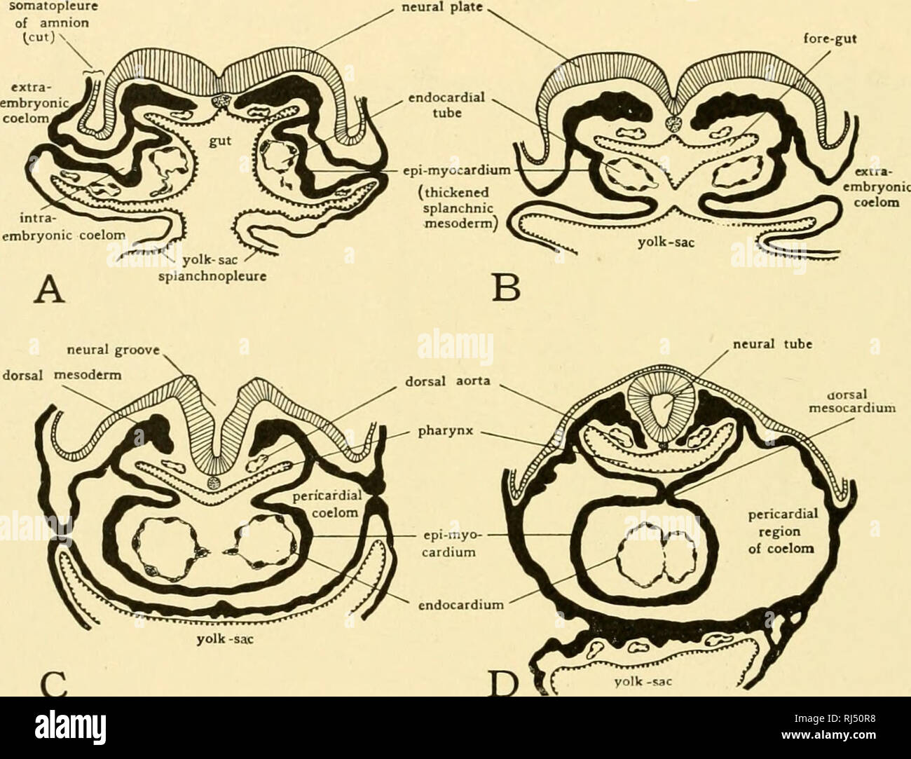 . Chordate anatomy. Chordata; Anatomy, Comparative. 28o CHORDATE ...