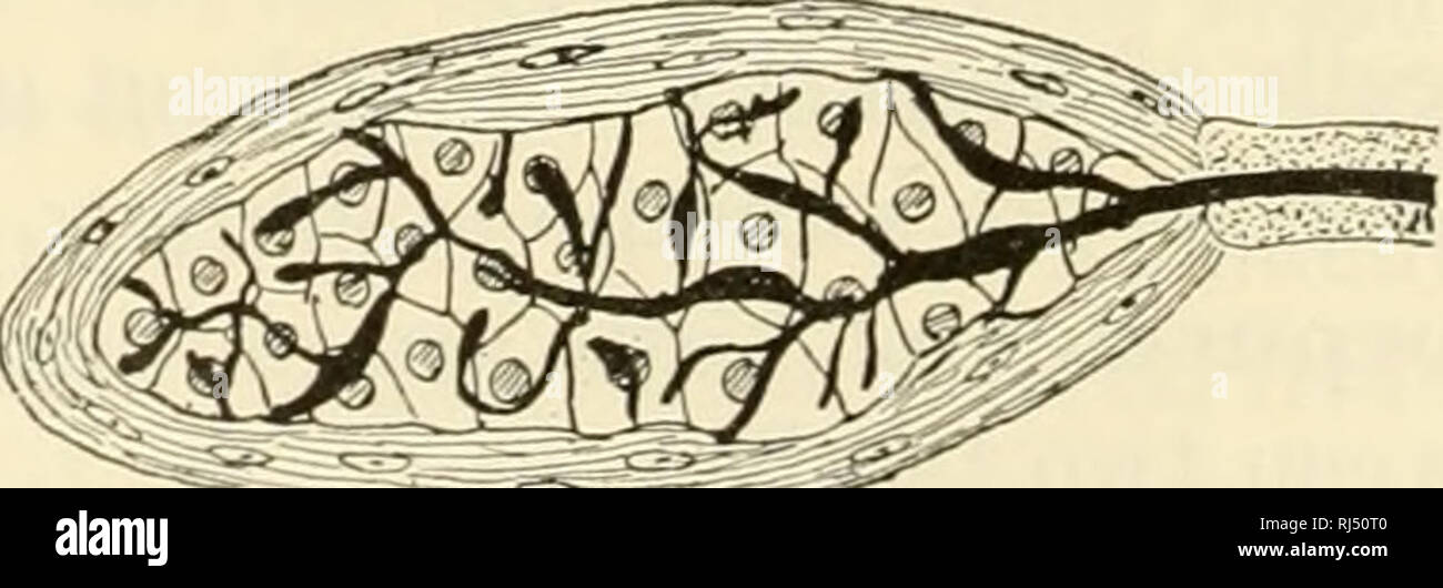 Ruffini Corpuscles Histology
