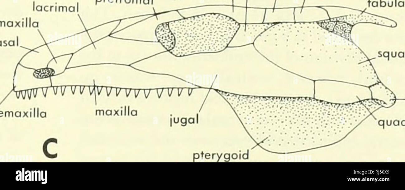 . Chordate morphology. Morphology (Animals); Chordata. premaxilla ...