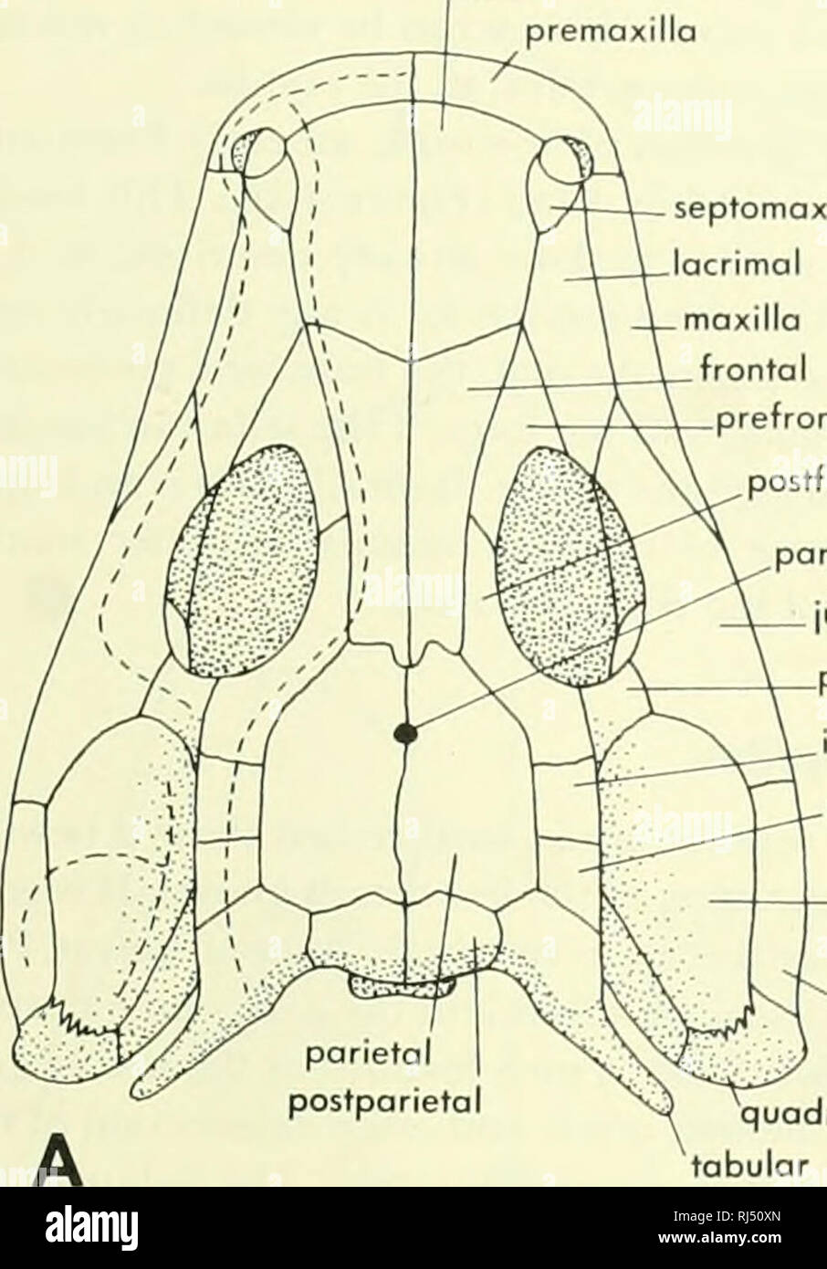 Occipital Condyle High Resolution Stock Photography and Images - Alamy