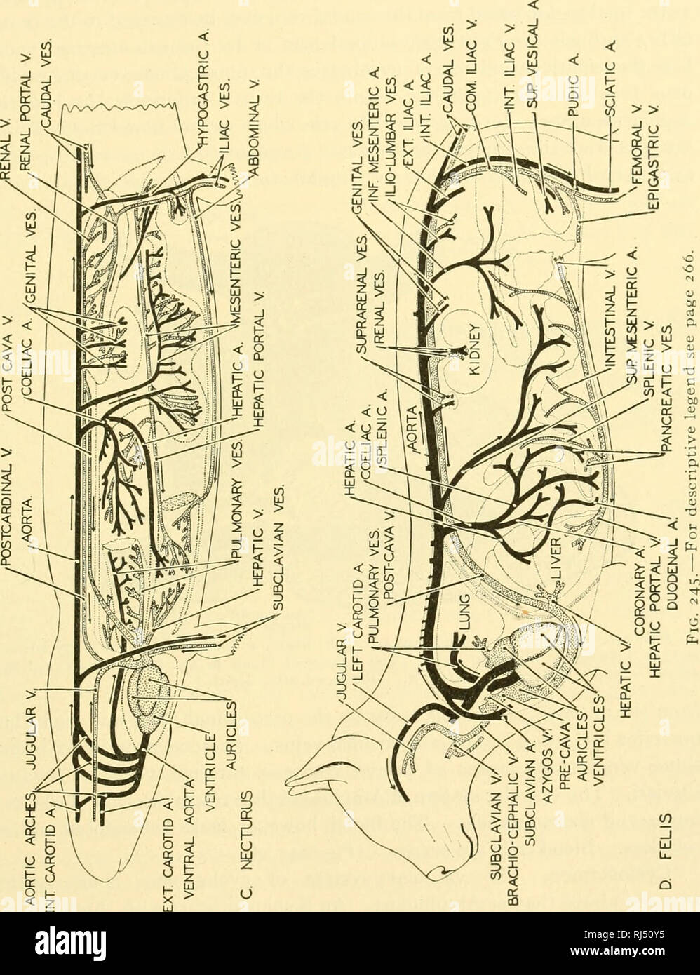 . Chordate anatomy. Chordata; Anatomy, Comparative. THE VASCULAR SYSTEM ...