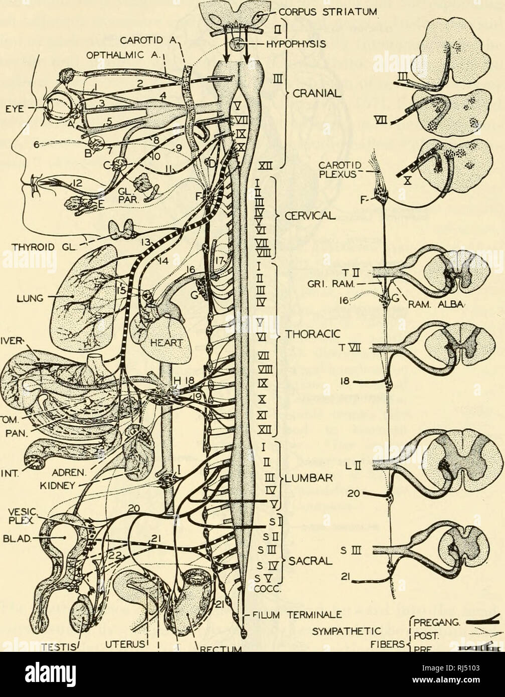 . The chordates. Chordata. 178 Basic Structure of Vertebrates. TESTIS ...
