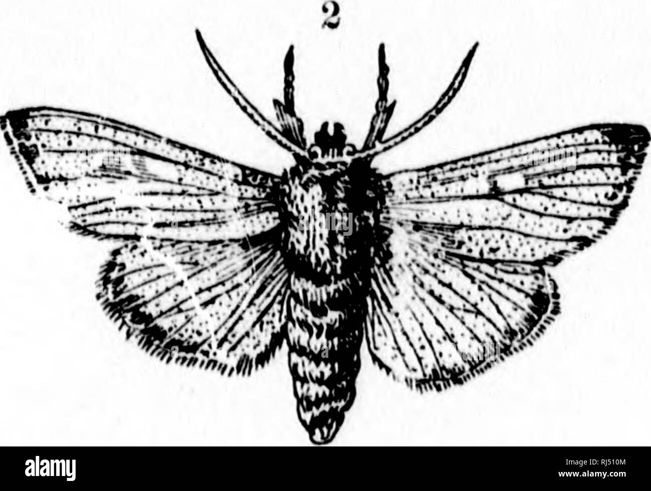 Cutworm larva Black and White Stock Photos & Images - Alamy