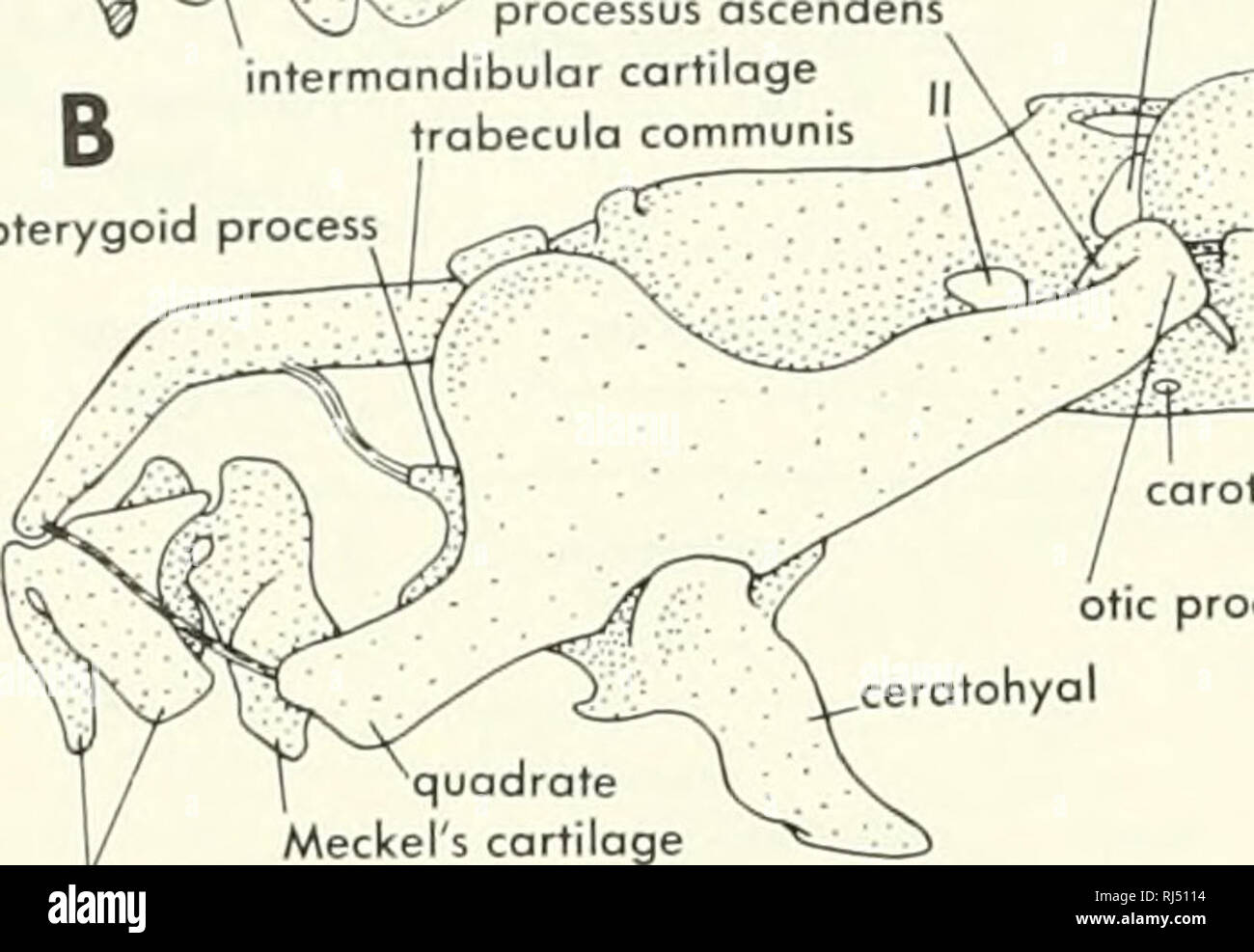 Pterygoid Process High Resolution Stock Photography and Images - Alamy