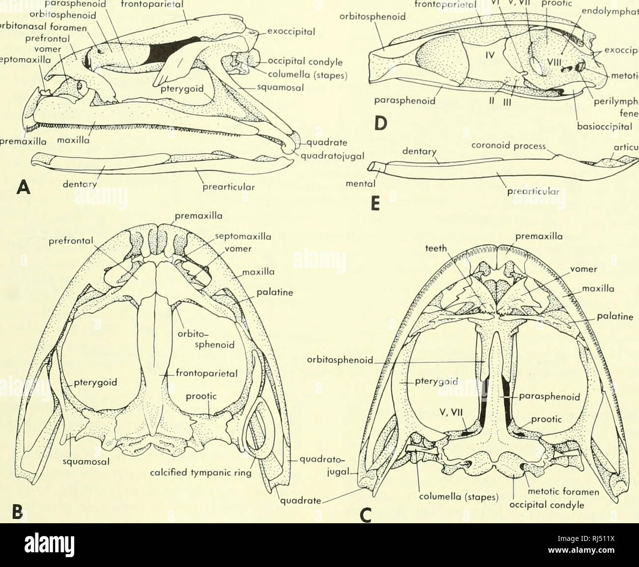 . Chordate morphology. Morphology (Animals); Chordata. parasphenoid ...