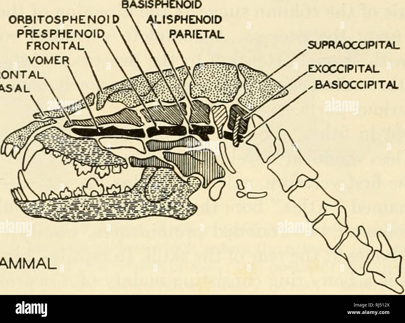 . The chordates. Chordata. 112 Basic Structure of Vertebrates BASIS ...