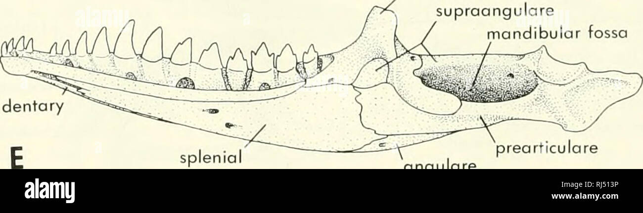 . Chordate morphology. Morphology (Animals); Chordata. angulare ...