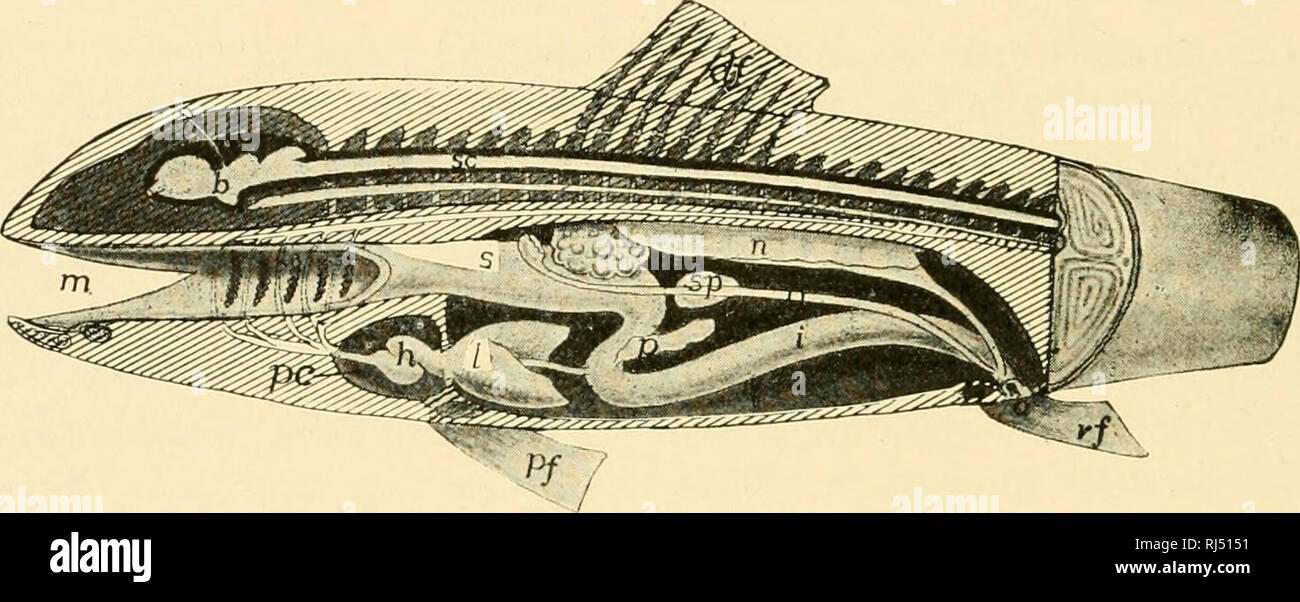 . Chordate anatomy. Chordata; Anatomy, Comparative. 2l6 CHORDATE ...