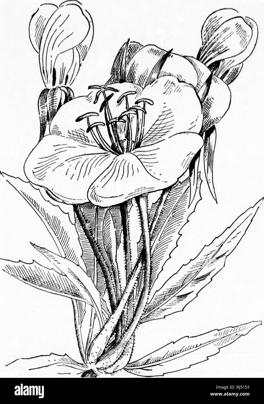 Plate cxl hi-res stock photography and images - Alamy