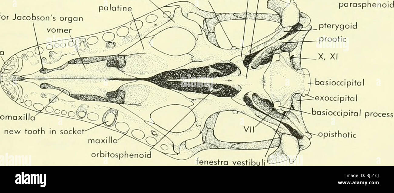 . Chordate morphology. Morphology (Animals); Chordata. fronta foramen ...