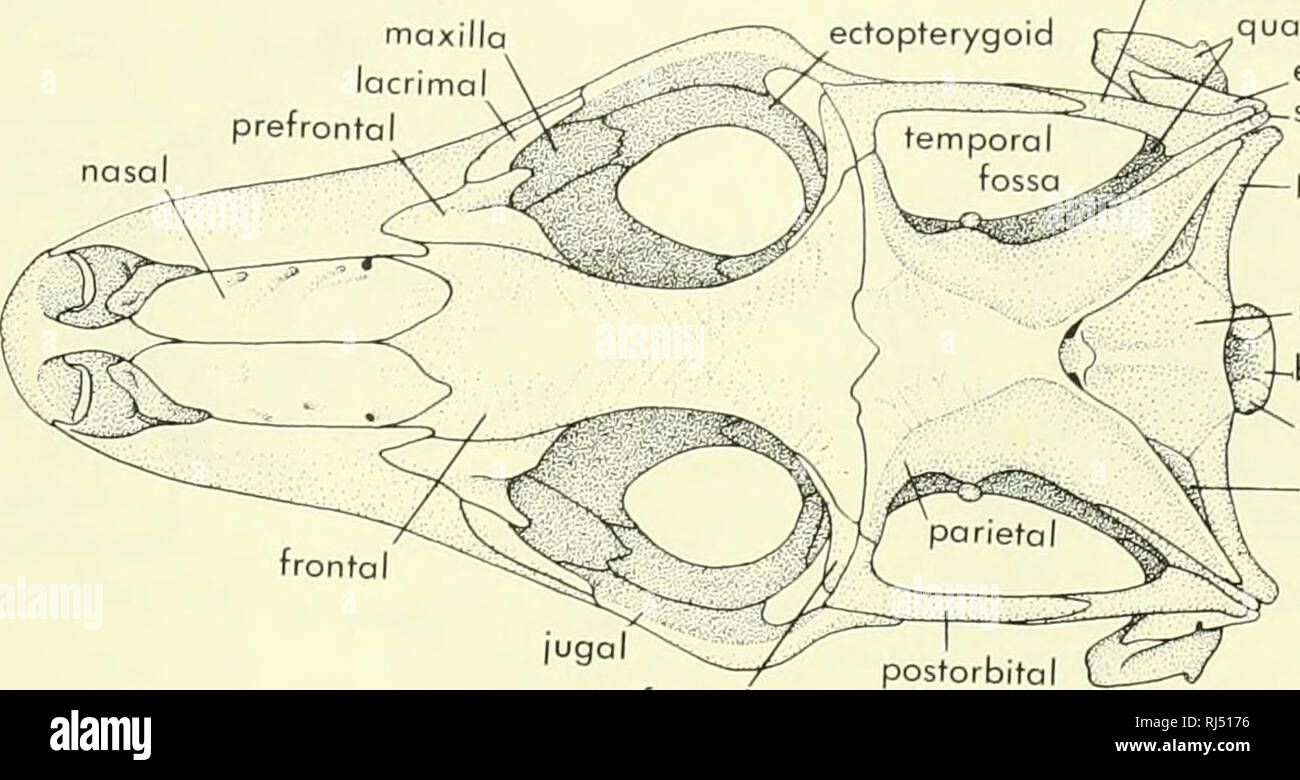 . Chordate morphology. Morphology (Animals); Chordata. orbitosphenoid ...