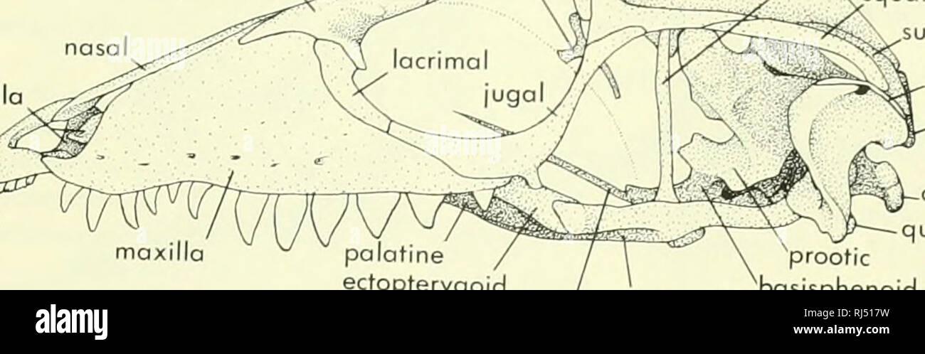 . Chordate morphology. Morphology (Animals); Chordata. postfrontal . i ...