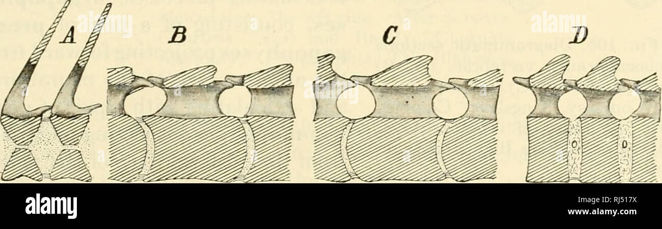 . The chordates. Chordata. Fig. 103. (Left) Diagrams of (.4, B) fish ...