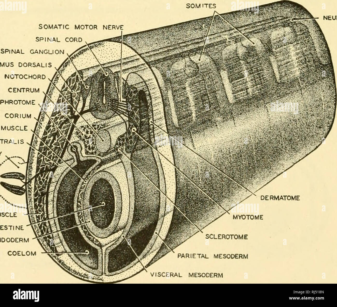 . Chordate anatomy. Chordata; Anatomy, Comparative. CRMATOME MYOTOME ...