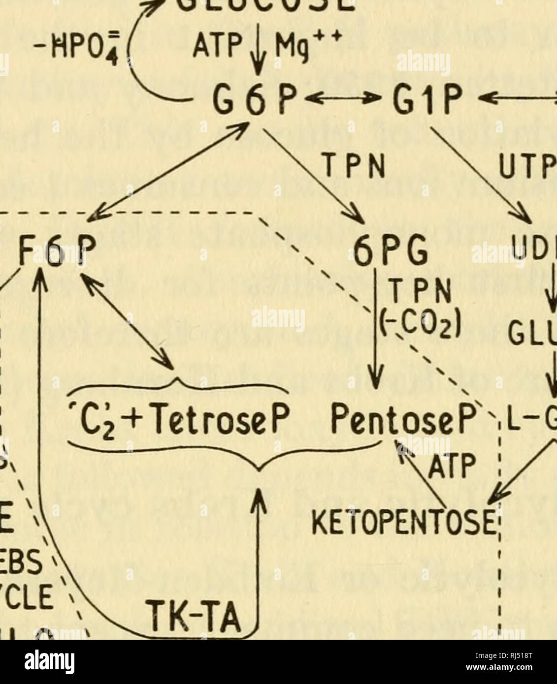 Pathway Of Carbohydrate Metabolism