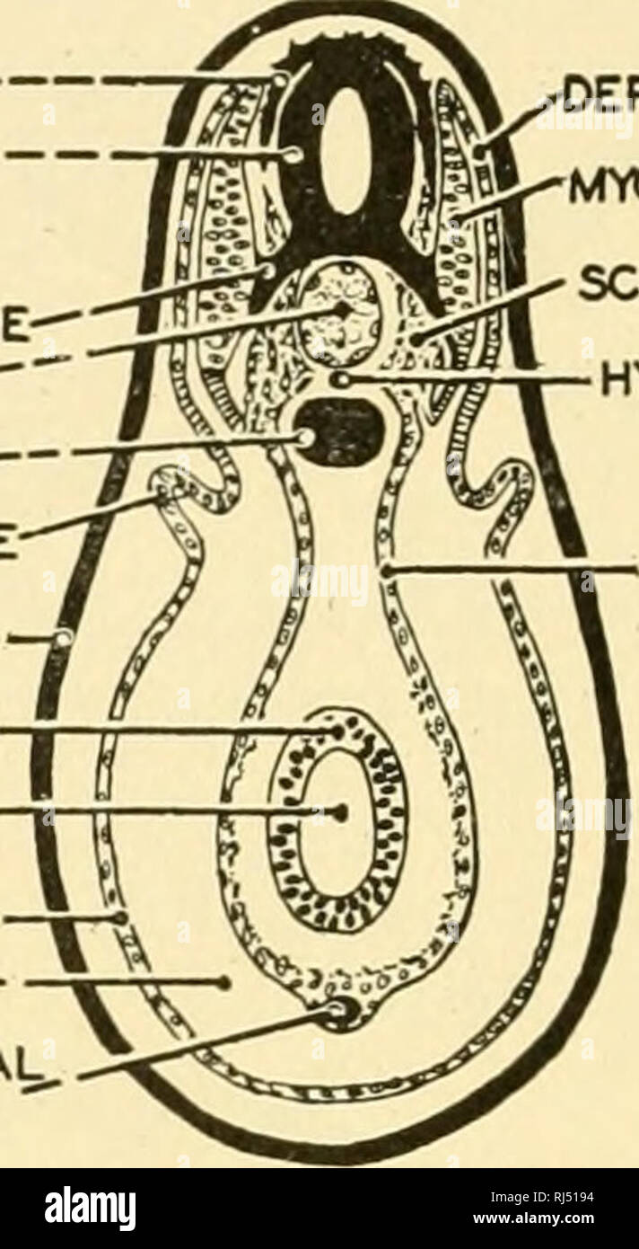 . Chordate anatomy. Chordata; Anatomy, Comparative. CRMATOME MYOTOME ...