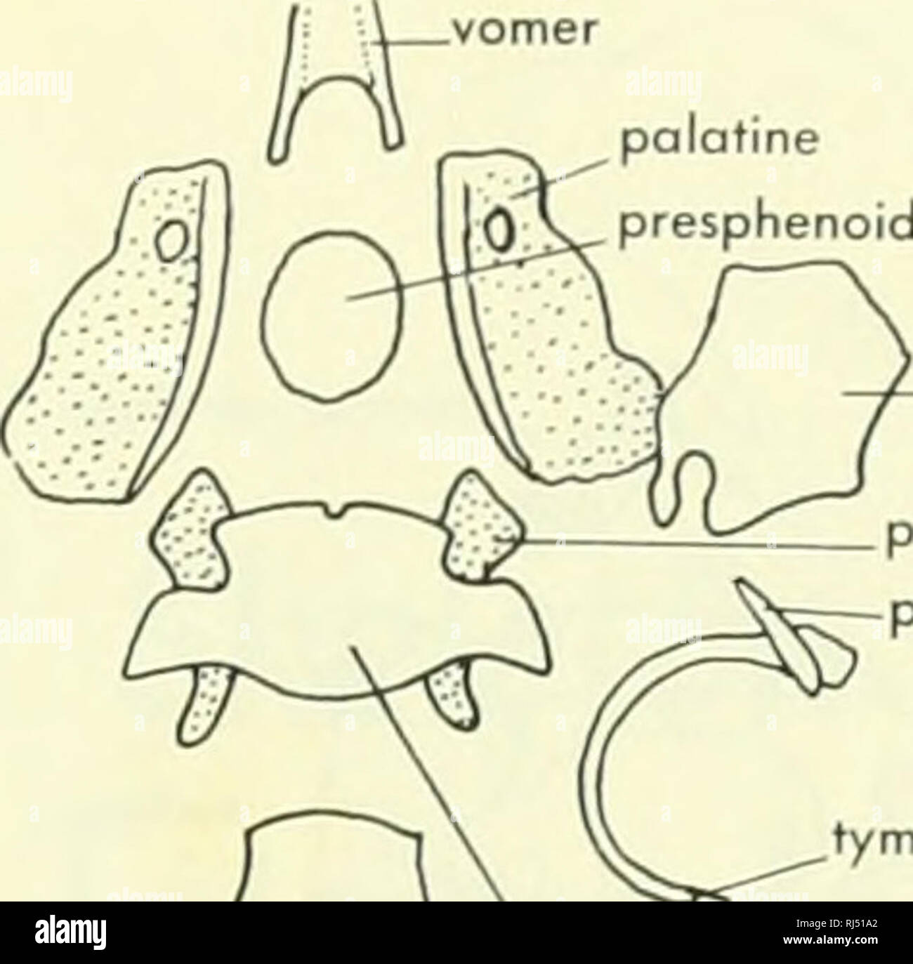 . Chordate morphology. Morphology (Animals); Chordata. with the ...