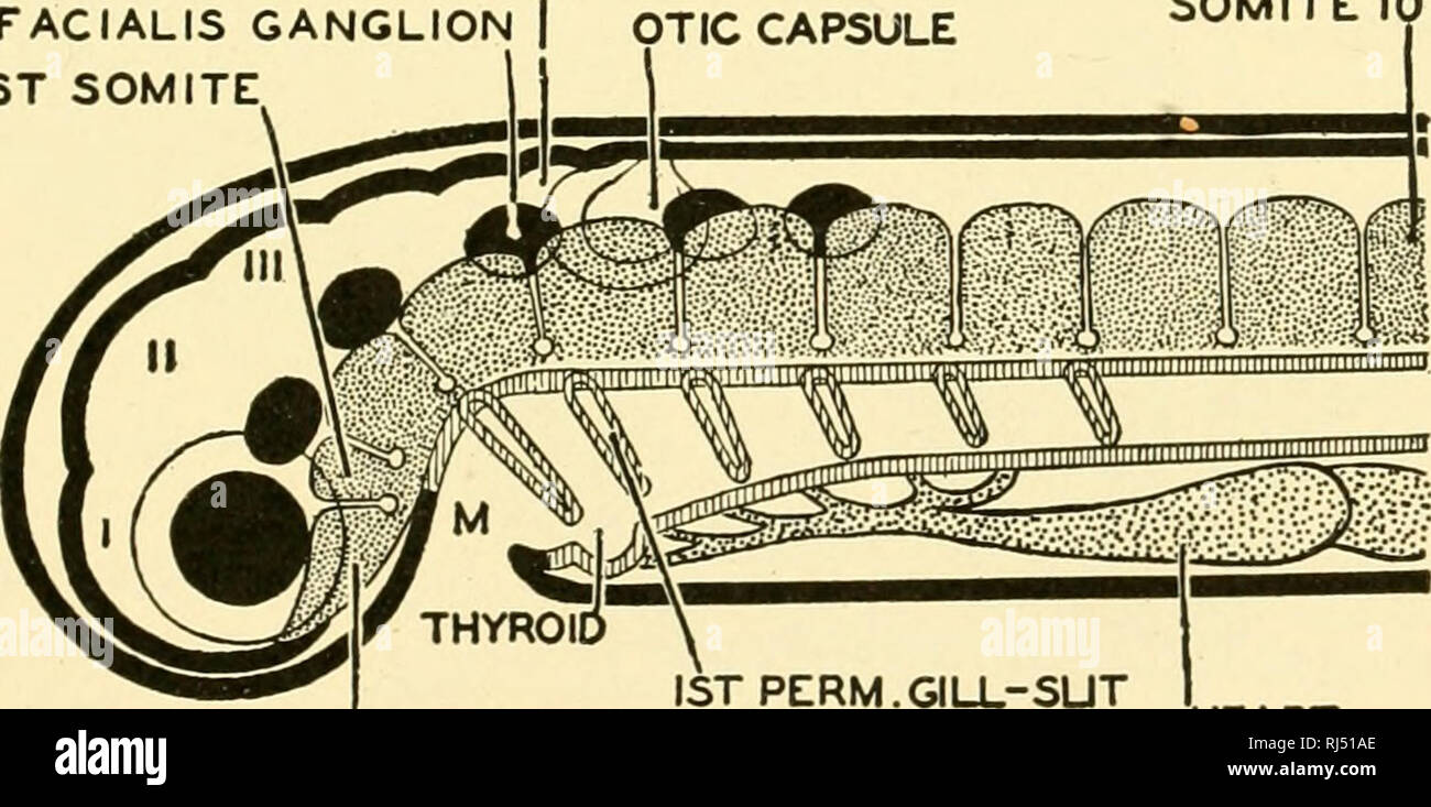 . Chordate anatomy. Chordata; Anatomy, Comparative. THYROID ST PERM ...