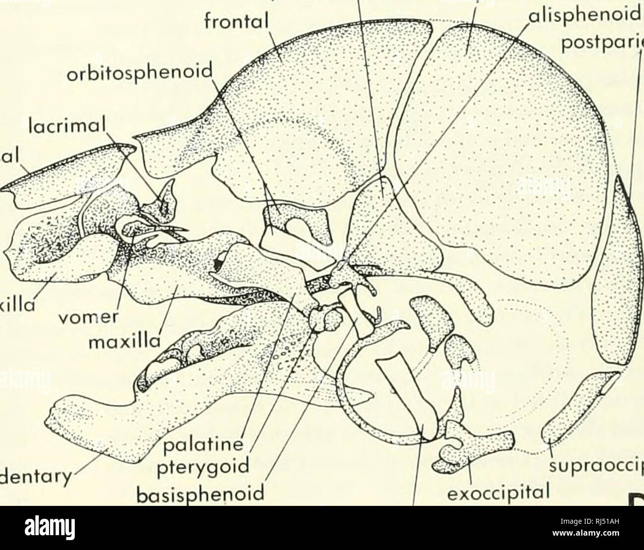 . Chordate morphology. Morphology (Animals); Chordata. sup squamosal ...